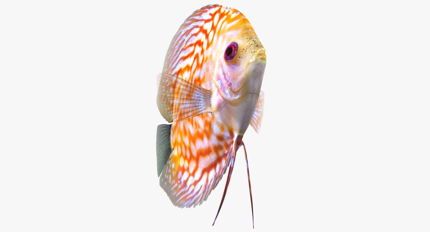 Discus fish 2 rigged 3D model - TurboSquid 1285776