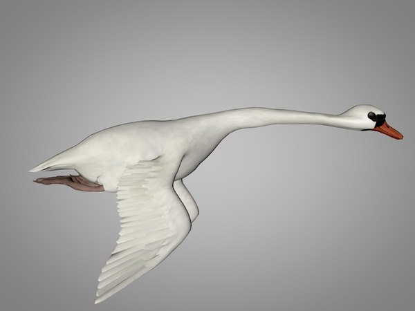 Swan 3D Models for Download | TurboSquid