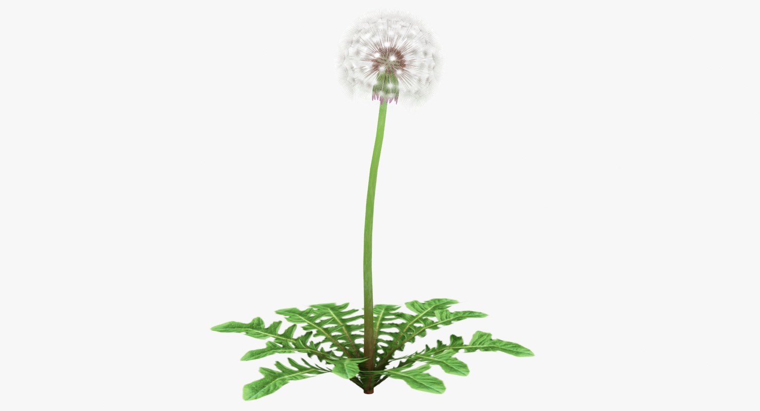 Realistic dandelion 3D model - TurboSquid 1286518