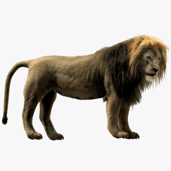 Lion 3D Models for Download | TurboSquid