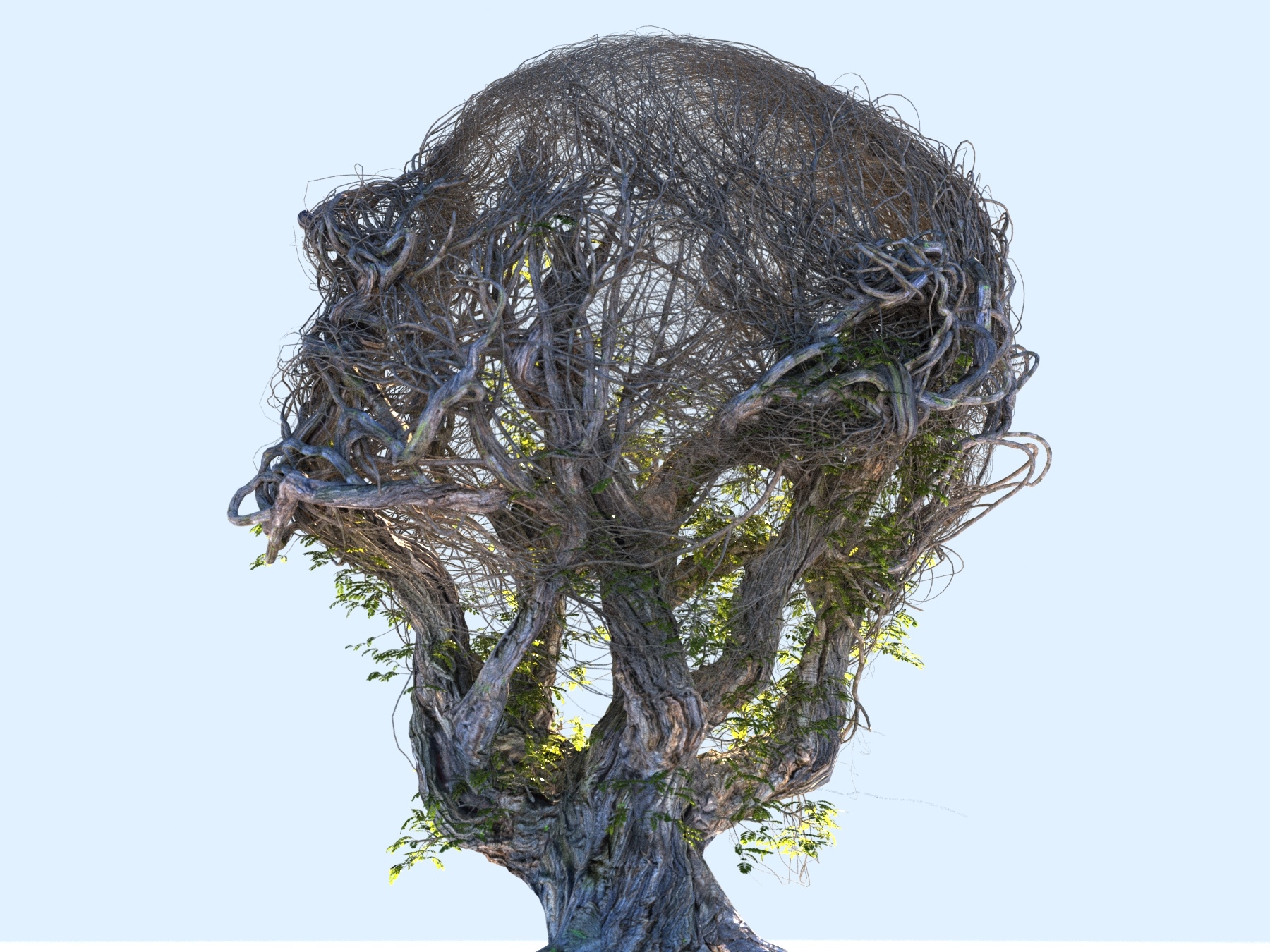 3D модель Tree Head HD - TurboSquid 1287336