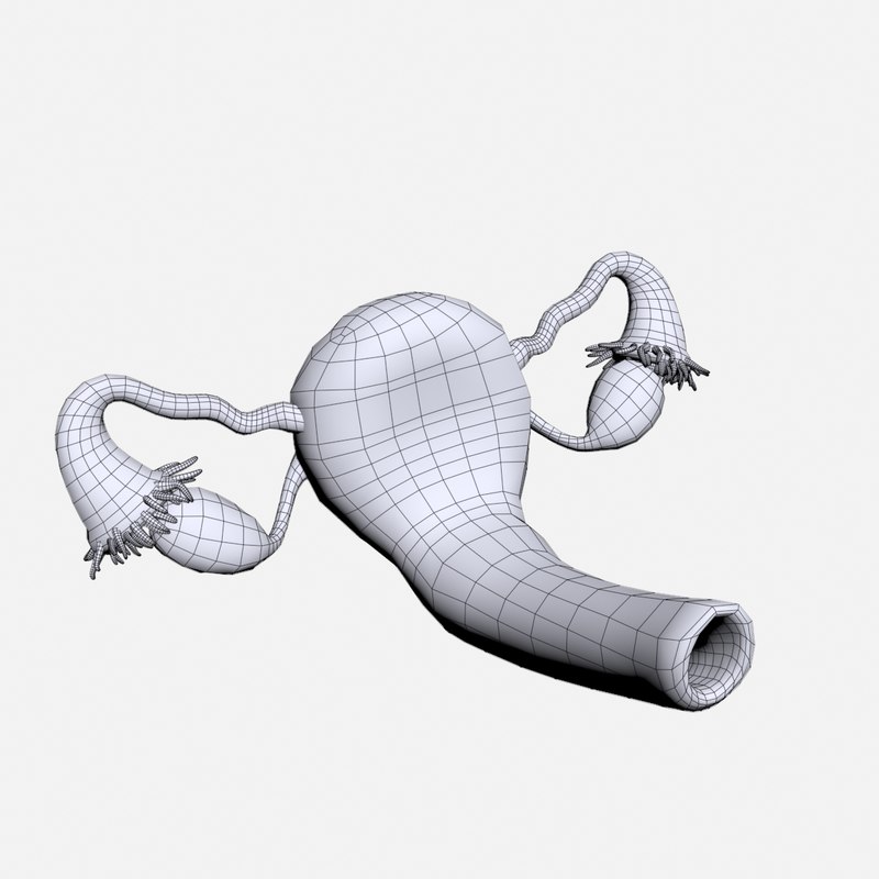 Female reproductive 3D model - TurboSquid 1288110