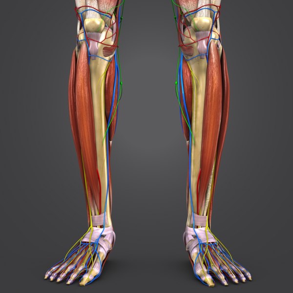 Body natural muscles lymphnodes model - TurboSquid 1288112