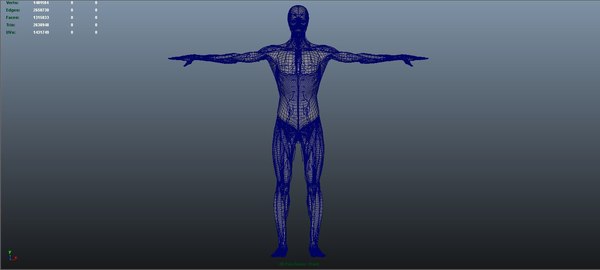 Body natural muscles lymphnodes model - TurboSquid 1288112