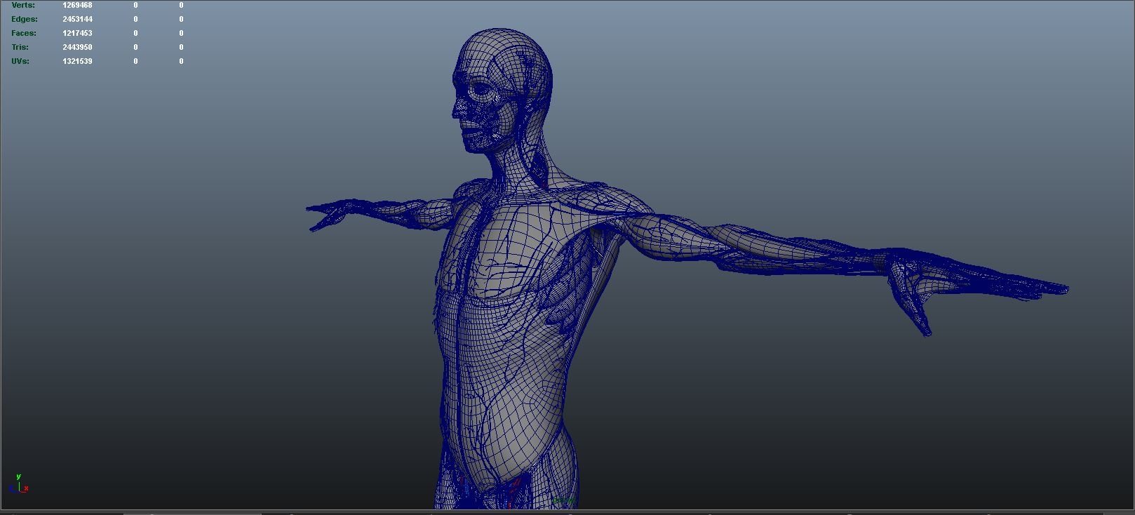 Body natural muscles lymphnodes model - TurboSquid 1288112