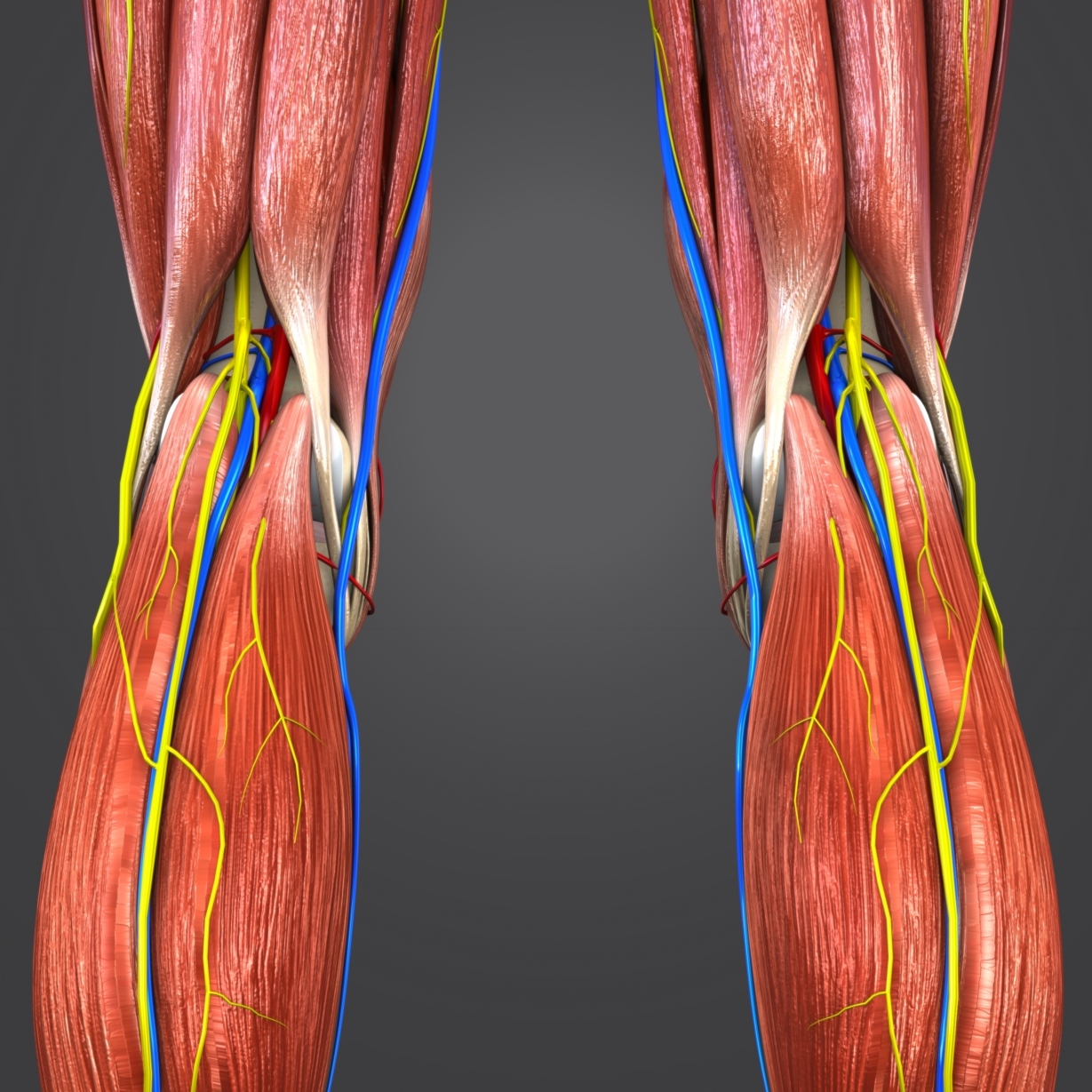 Body natural muscles lymphnodes model - TurboSquid 1288112