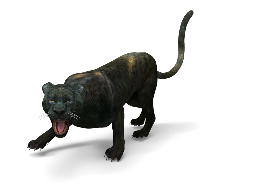 Panther rigged animation 3D - TurboSquid 1288598