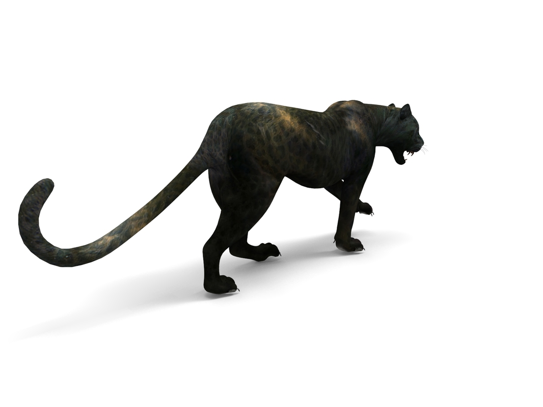Panther rigged animation 3D - TurboSquid 1288598