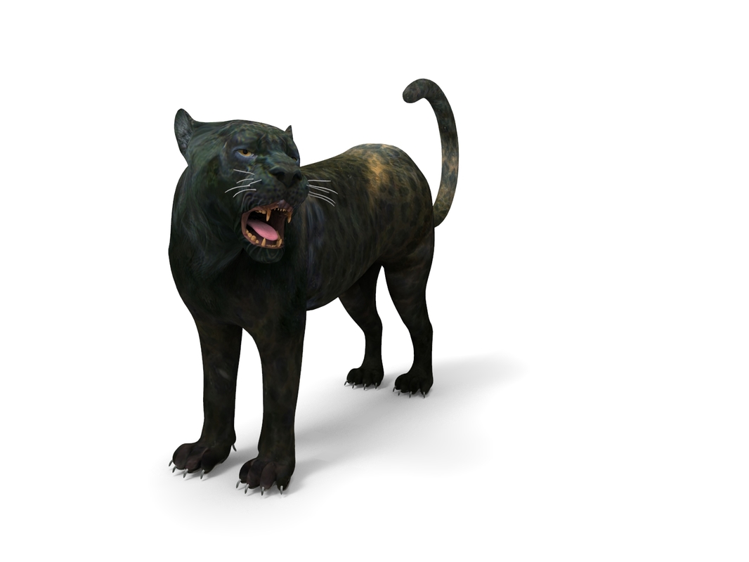 Panther rigged animation 3D - TurboSquid 1288598