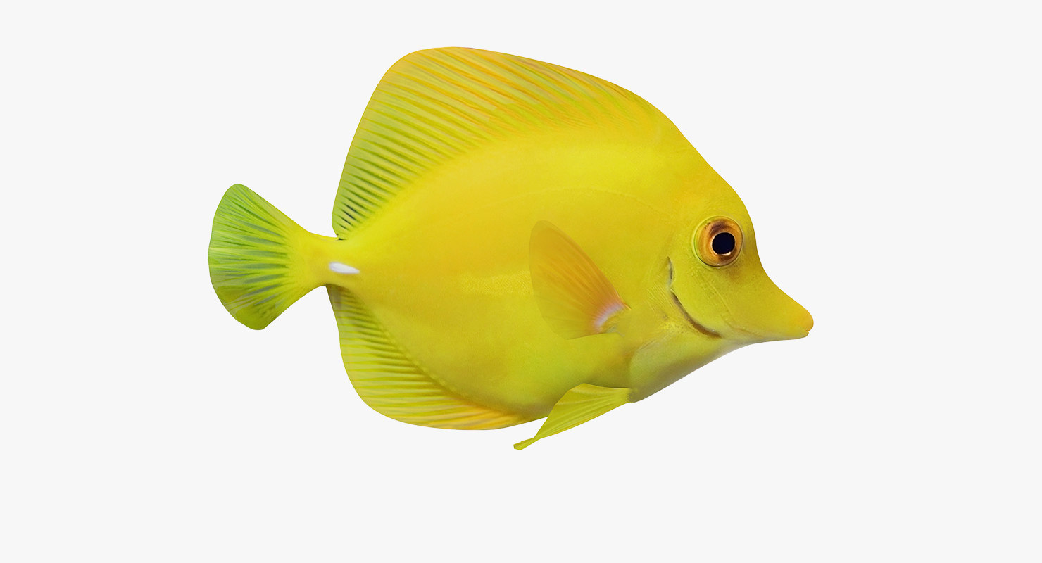 Yellow tang fish animation 3D model - TurboSquid 1288742