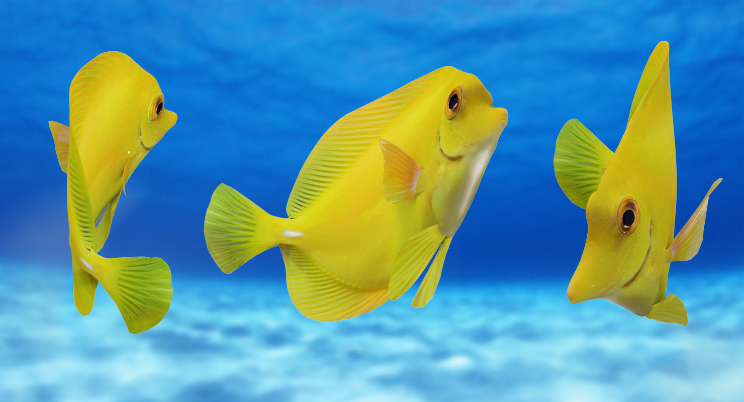 Yellow tang fish animation 3D model - TurboSquid 1288742