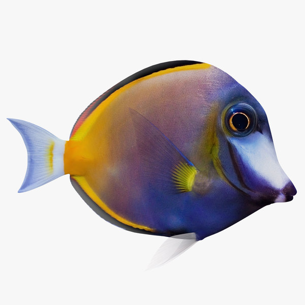 Animated Fish 3D Models for Download | TurboSquid