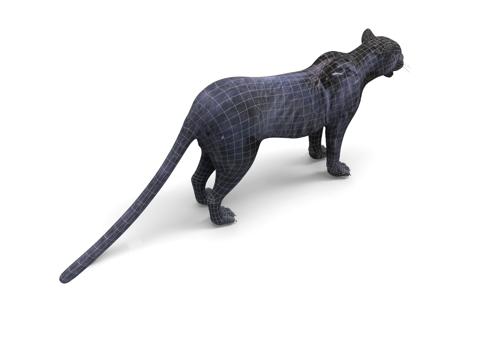 3D panther rigged animation model - TurboSquid 1289582