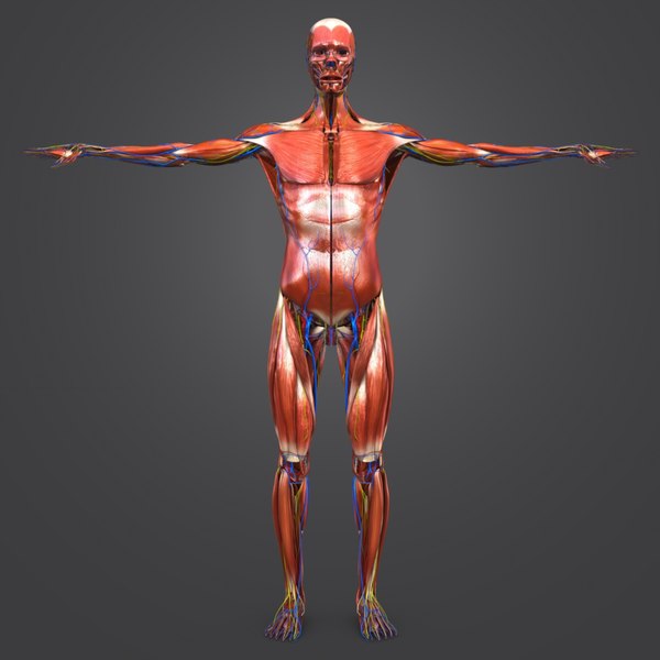 Human Body 3D Models for Download | TurboSquid
