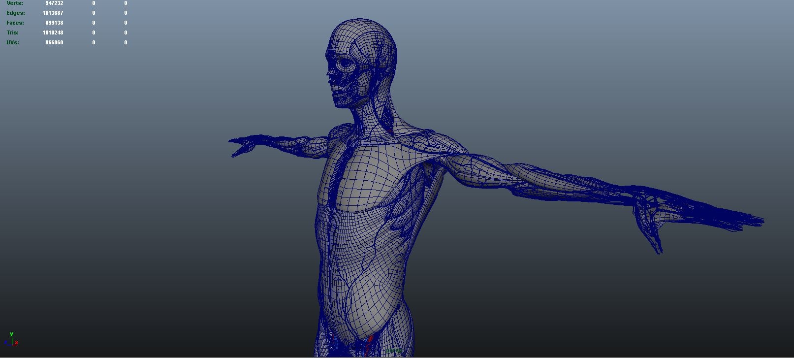 3D body natural skin muscles - TurboSquid 1289594