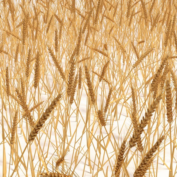 3D Wheat Models | TurboSquid