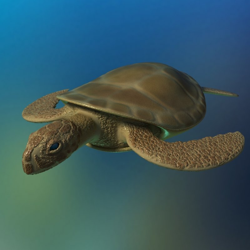 Brown sea turtle fully rigged 3D model - TurboSquid 1290216