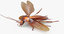 3D cockroach american animation - TurboSquid 1290490