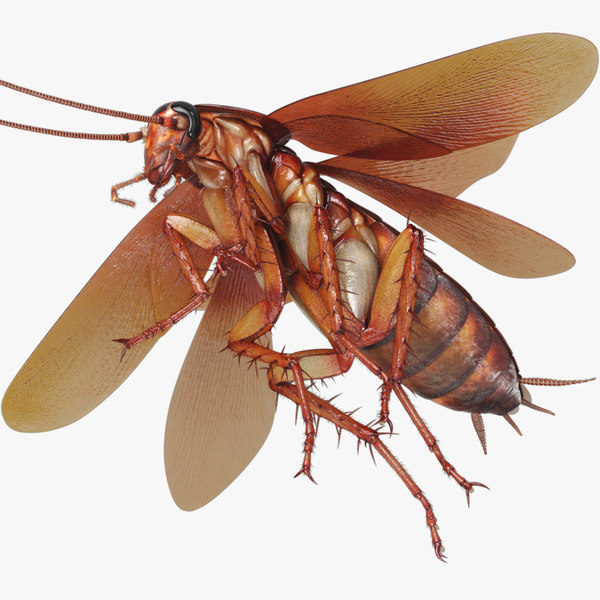 3D cockroach american animation - TurboSquid 1290490