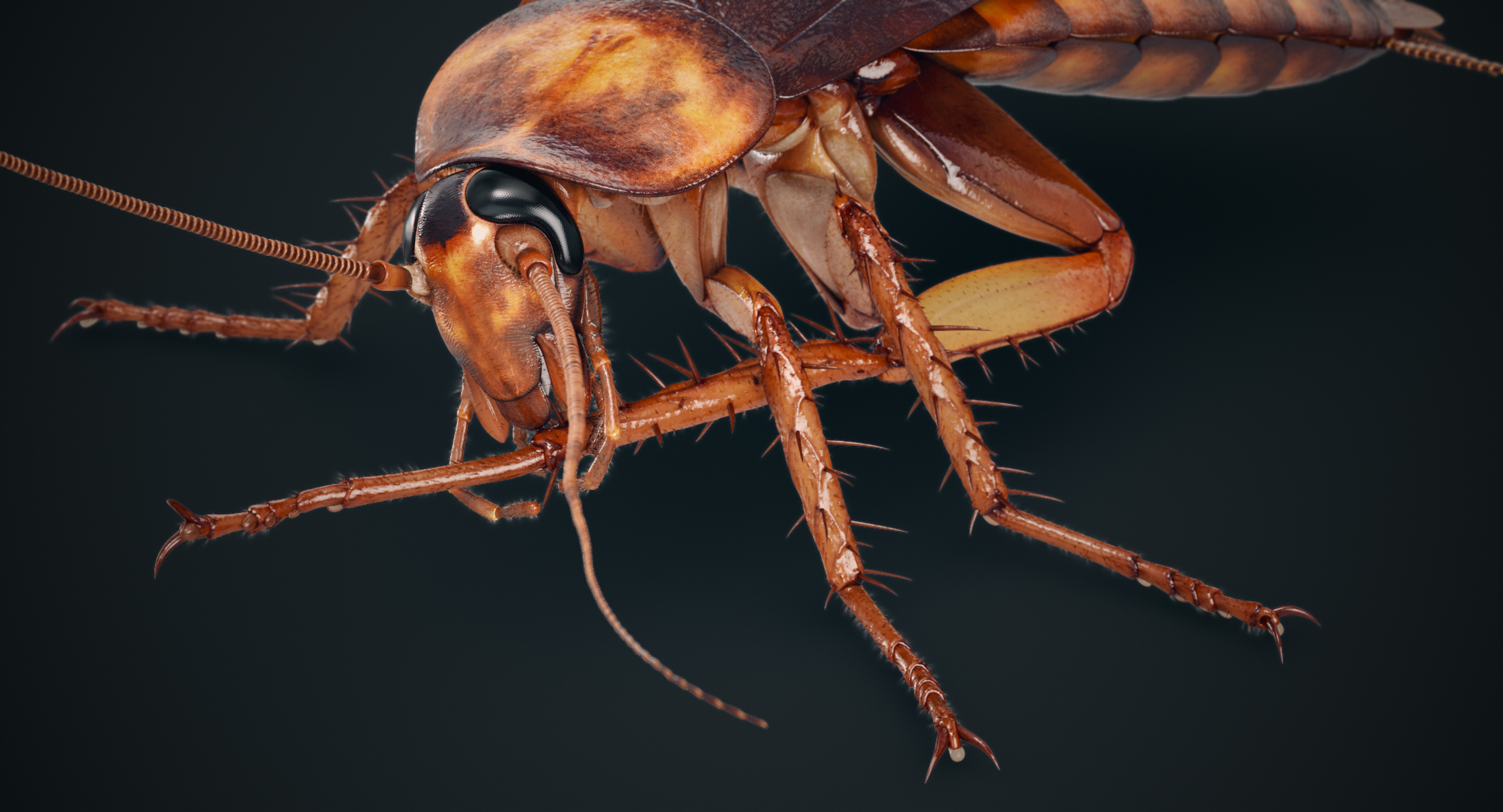 3D cockroach american animation - TurboSquid 1290490