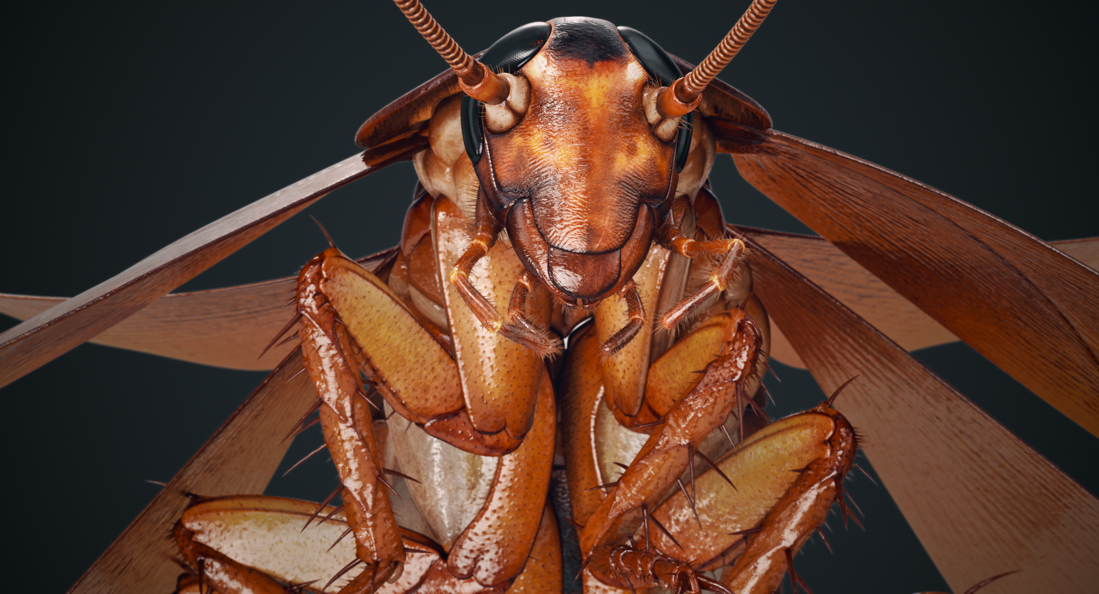 3D cockroach american animation - TurboSquid 1290490