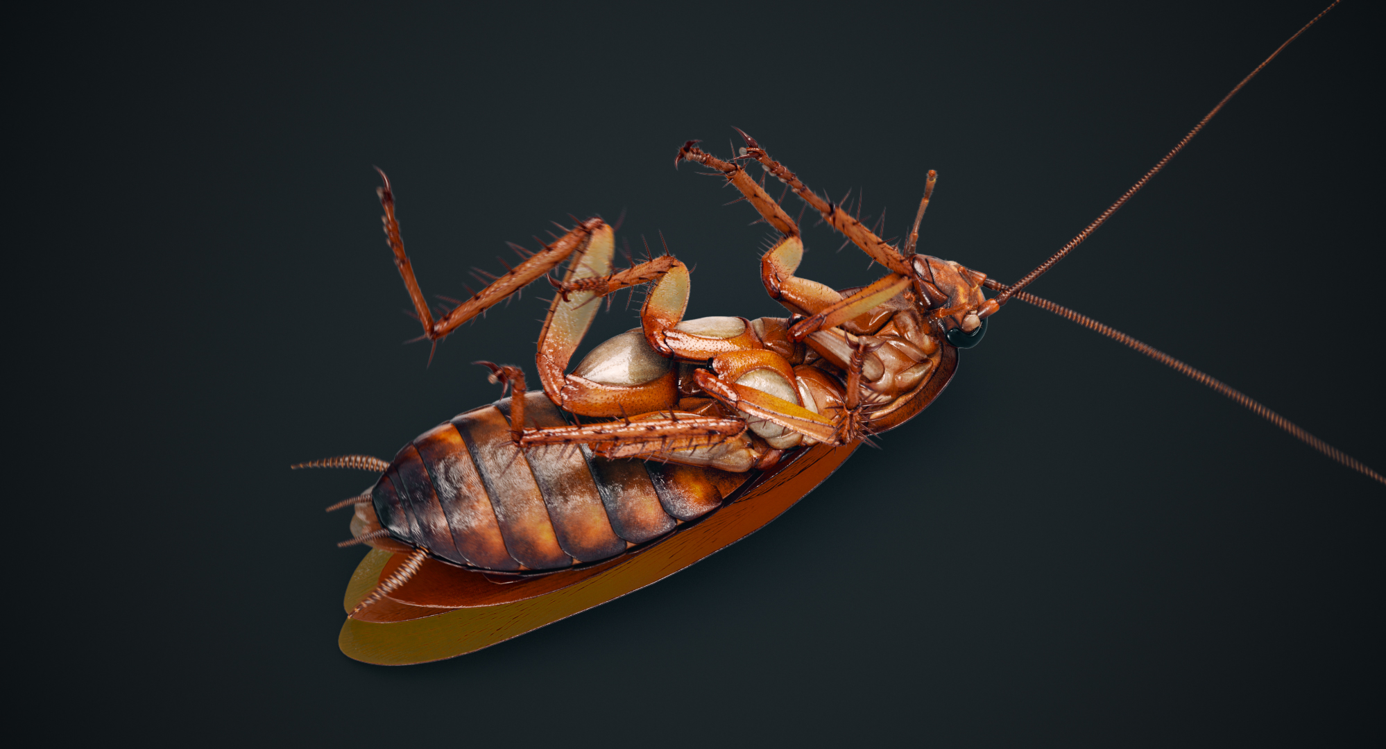 3D cockroach american animation - TurboSquid 1290490