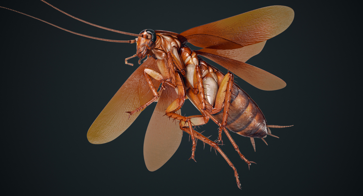 3D cockroach american animation - TurboSquid 1290490