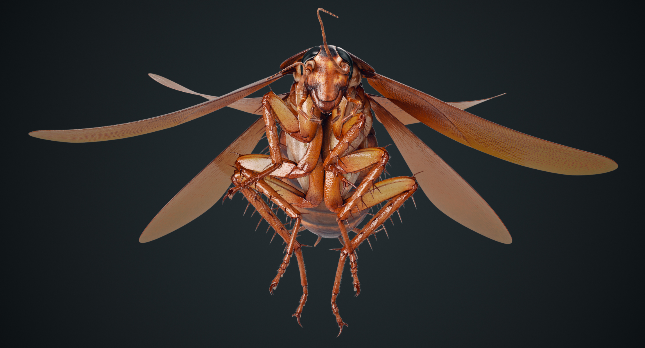 3D cockroach american animation - TurboSquid 1290490