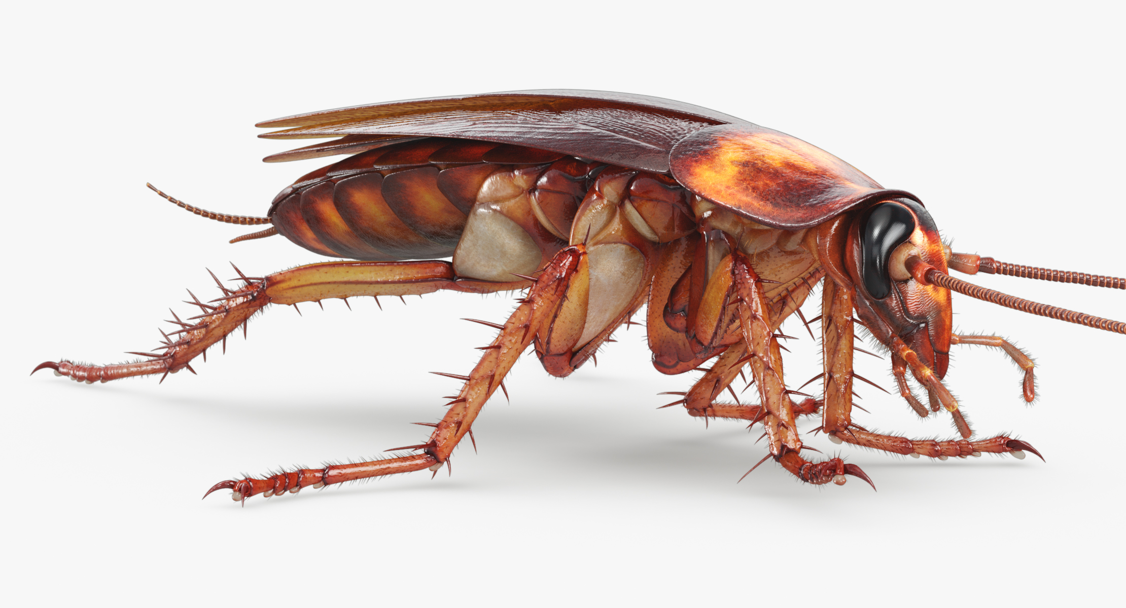 Cockroach american rigged 3D model - TurboSquid 1290497
