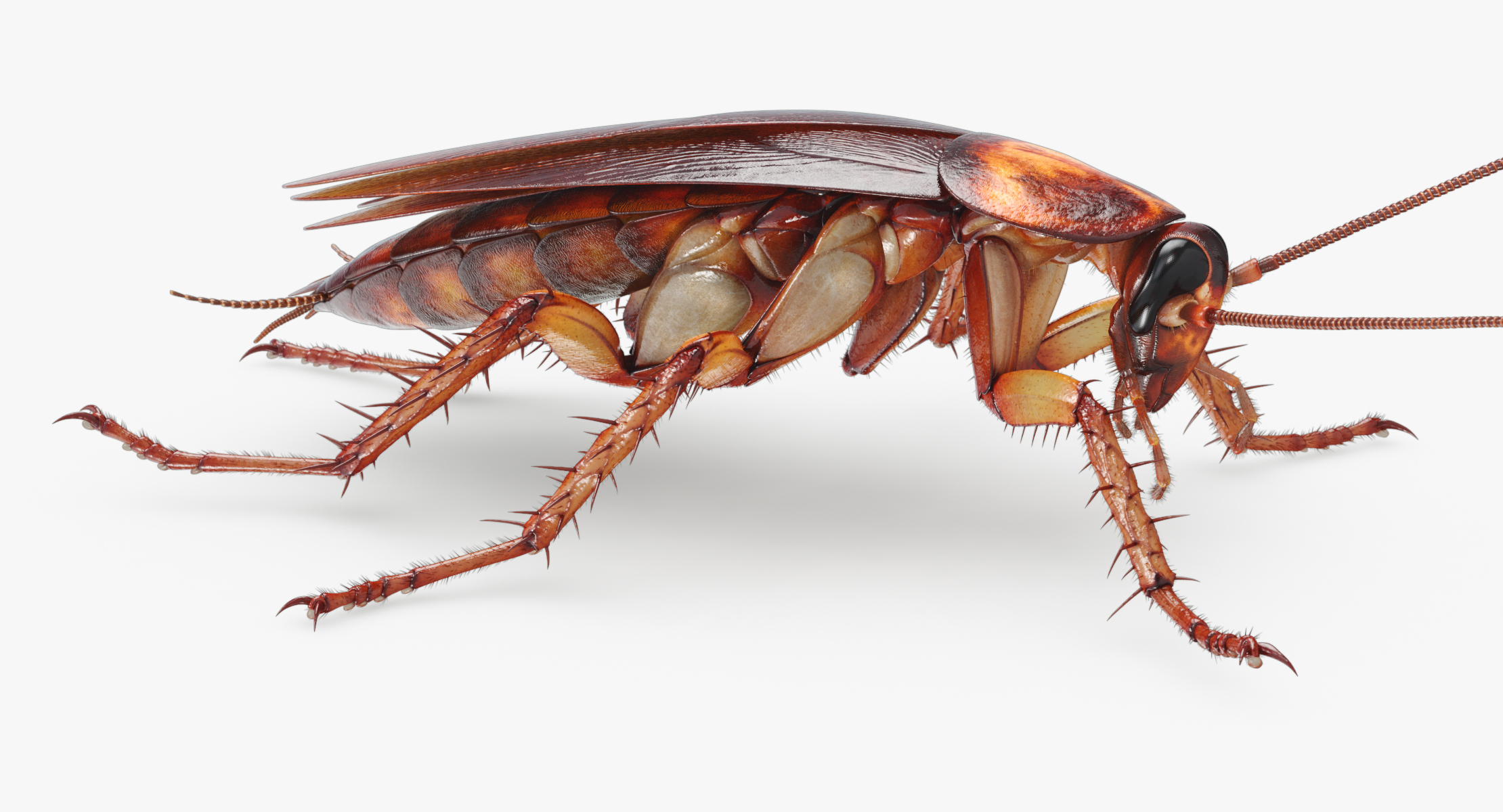 Cockroach american rigged 3D model - TurboSquid 1290497