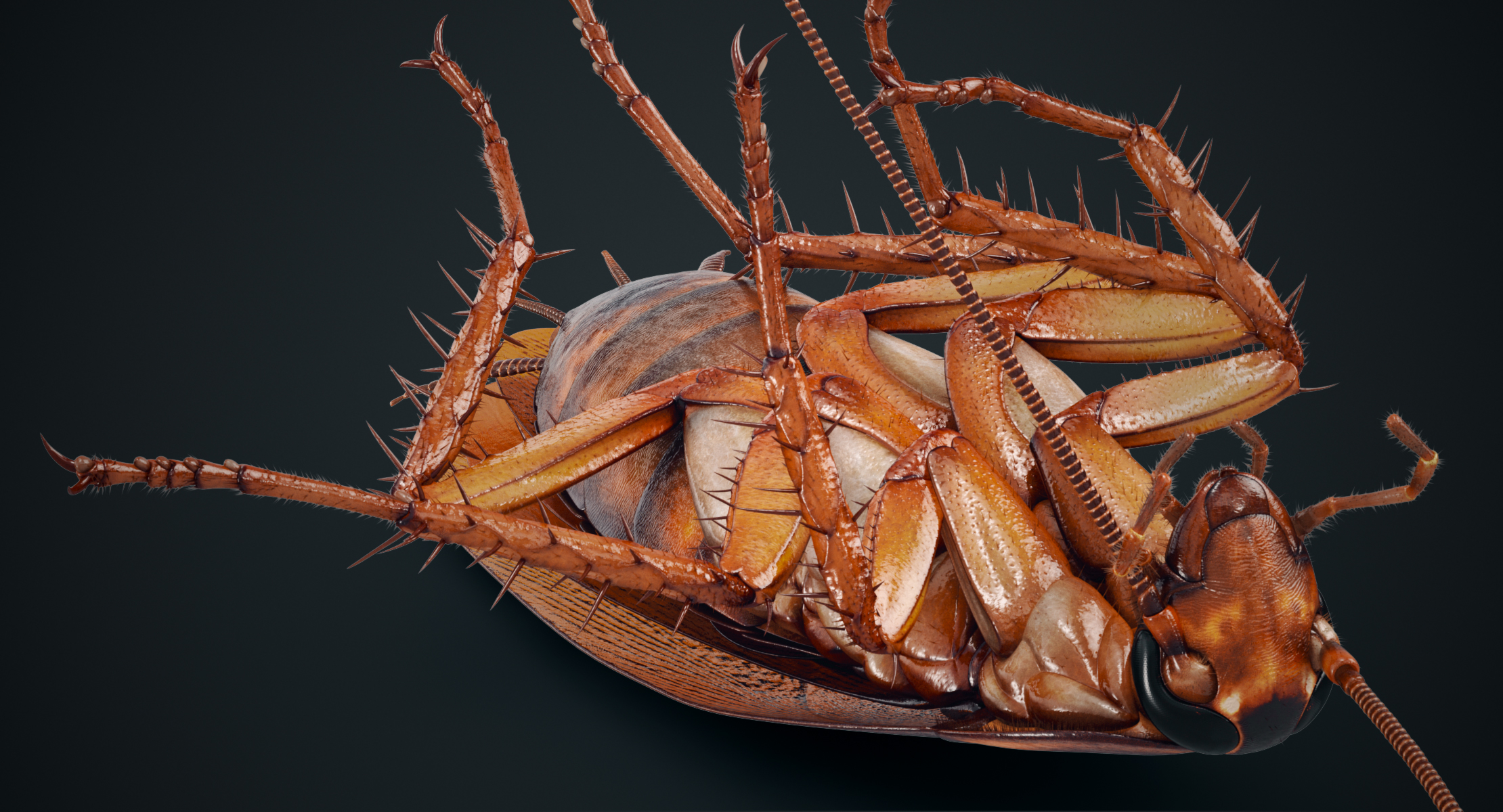 Cockroach american rigged 3D model - TurboSquid 1290497