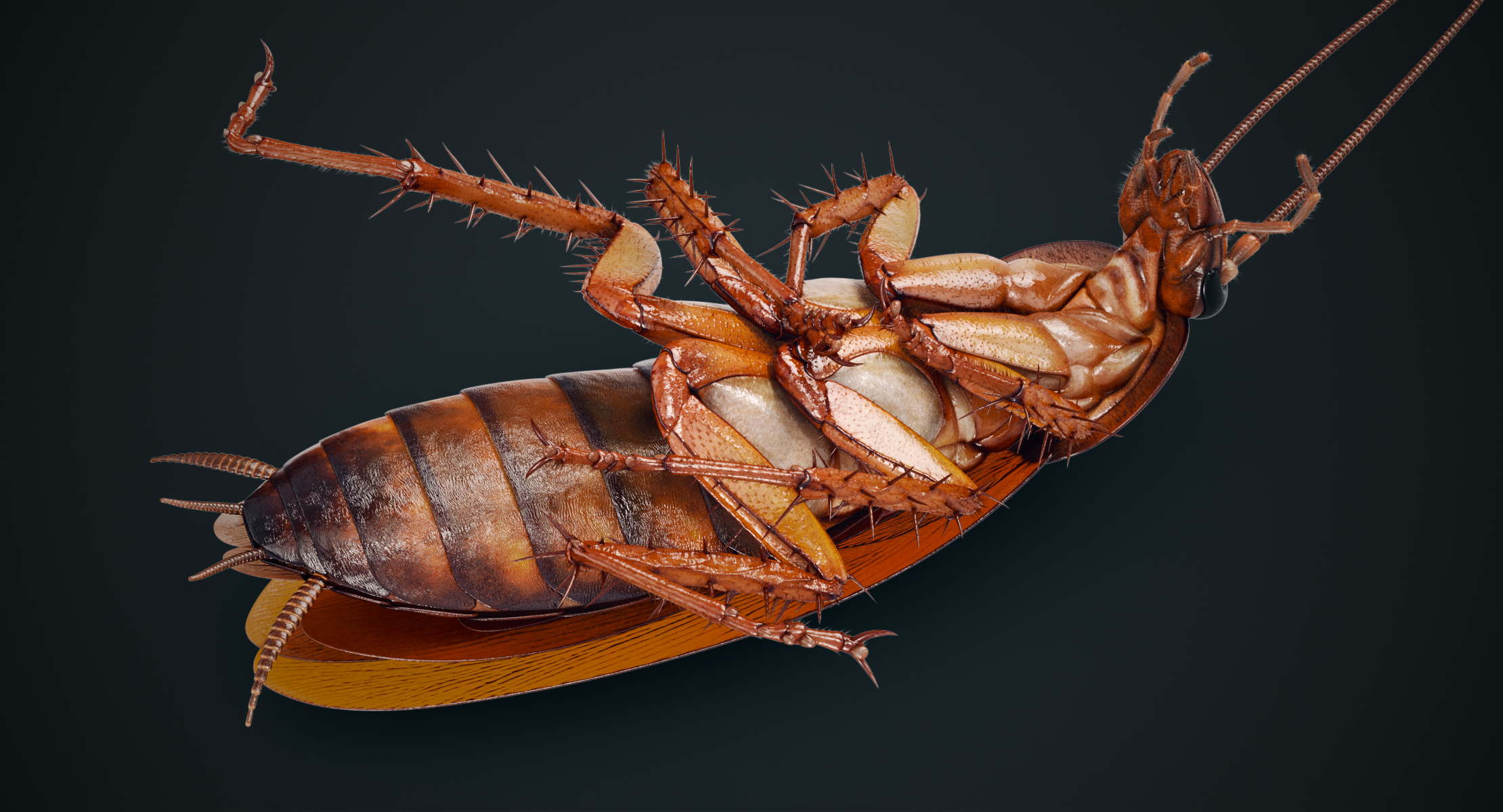 Cockroach american rigged 3D model - TurboSquid 1290497