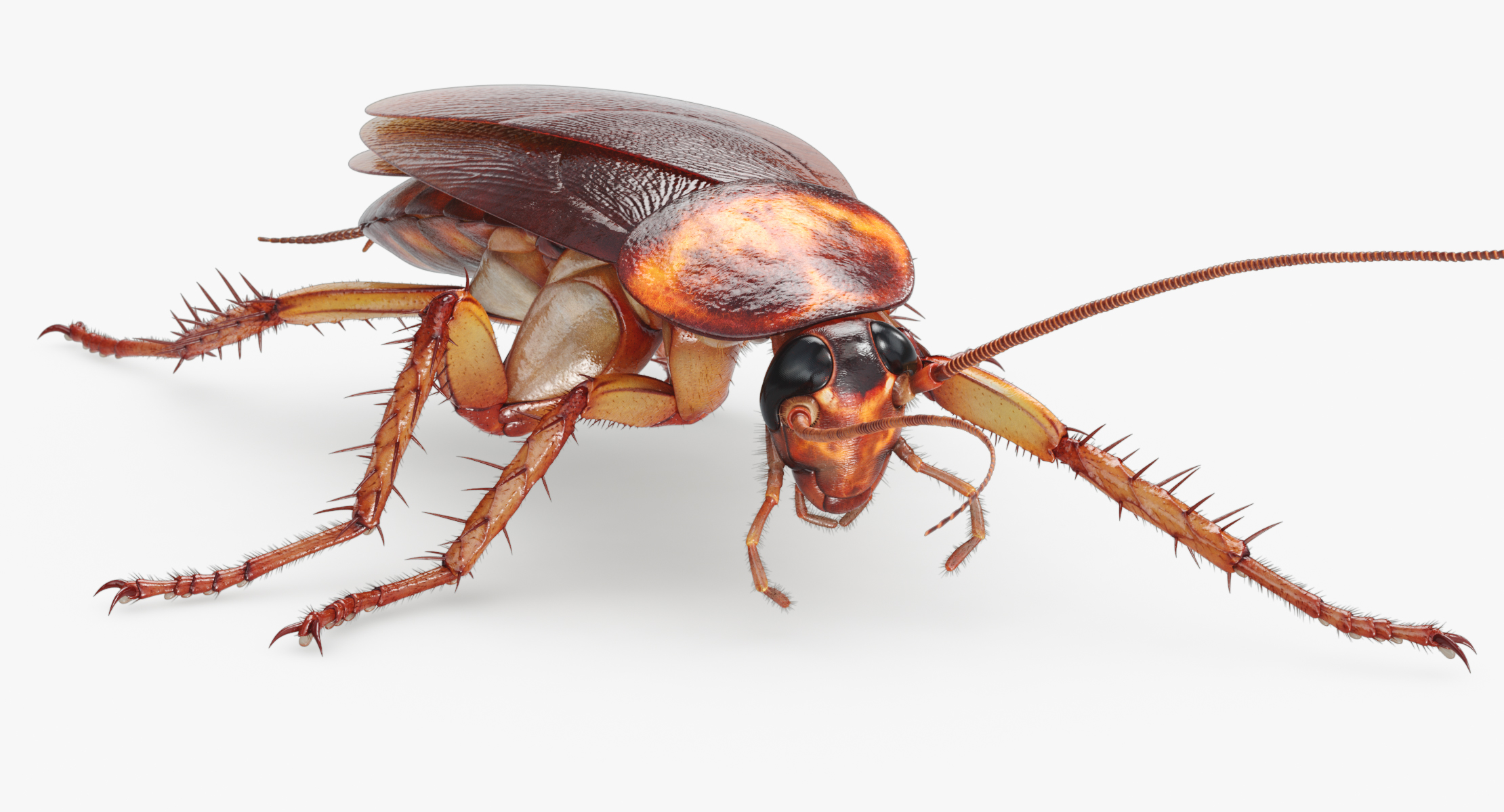 Cockroach american rigged 3D model - TurboSquid 1290497