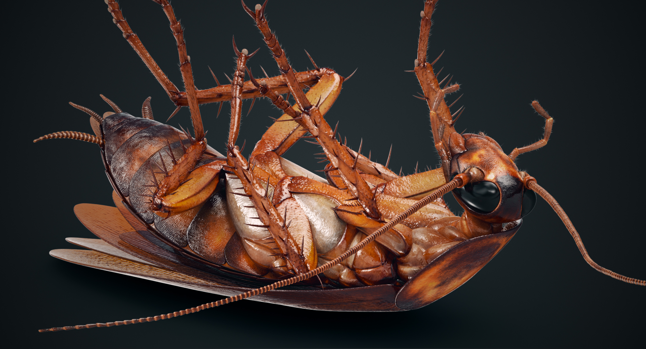Cockroach american rigged 3D model - TurboSquid 1290497