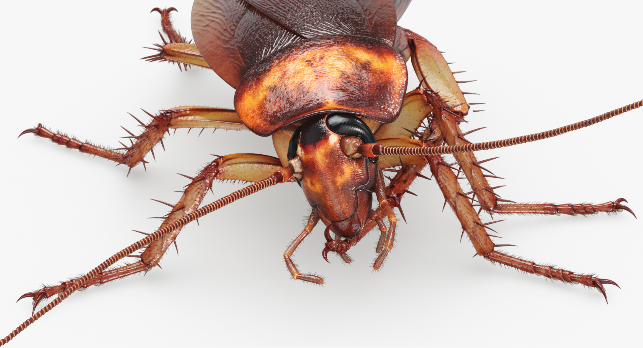 Cockroach american rigged 3D model - TurboSquid 1290497