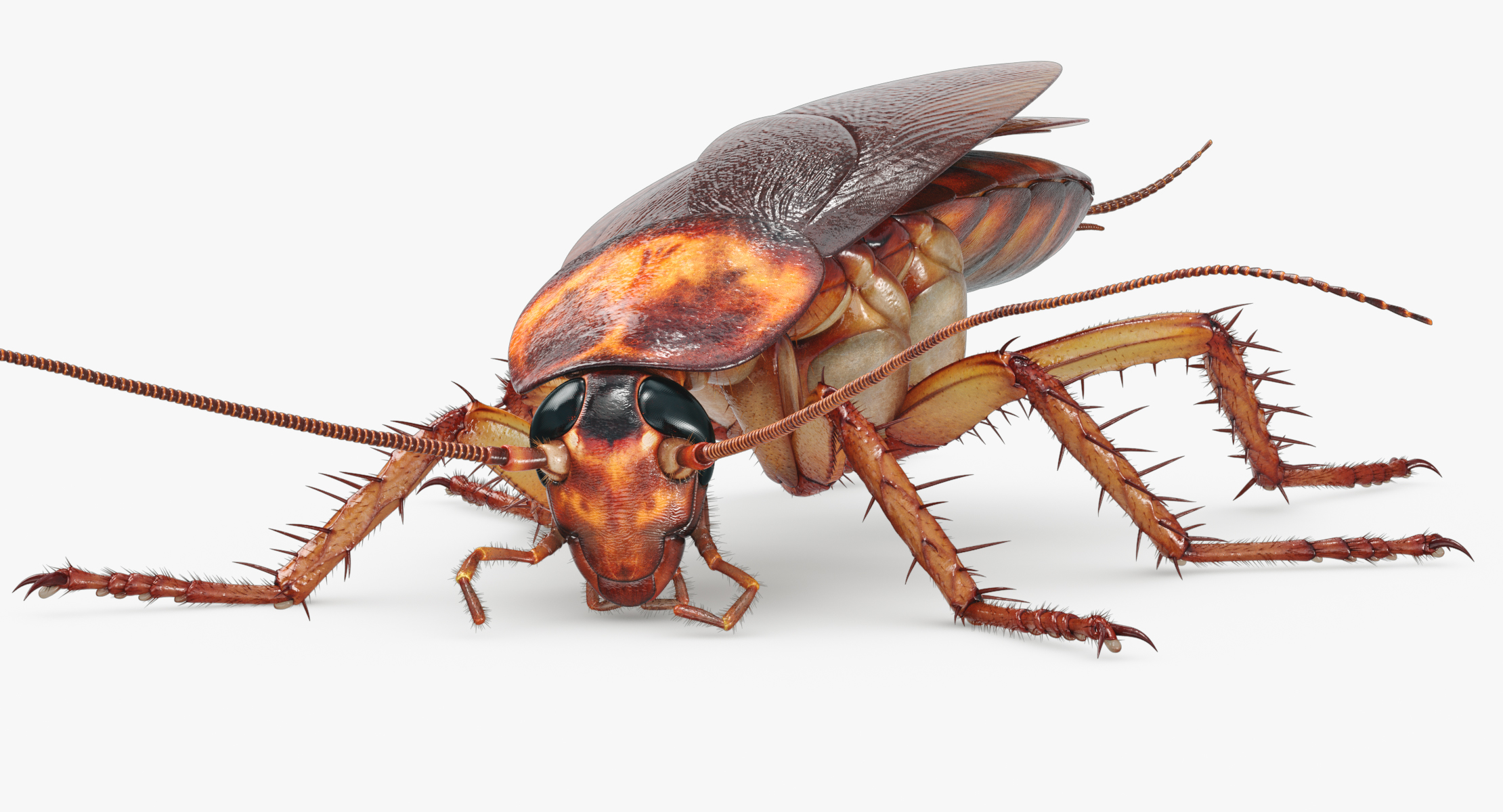 Cockroach american rigged 3D model - TurboSquid 1290497