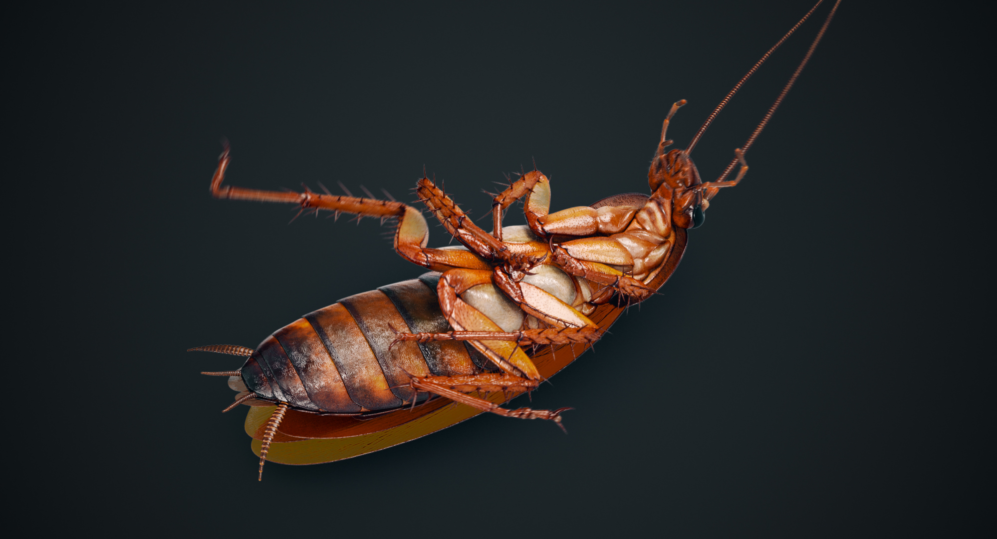 Cockroach american rigged 3D model - TurboSquid 1290497