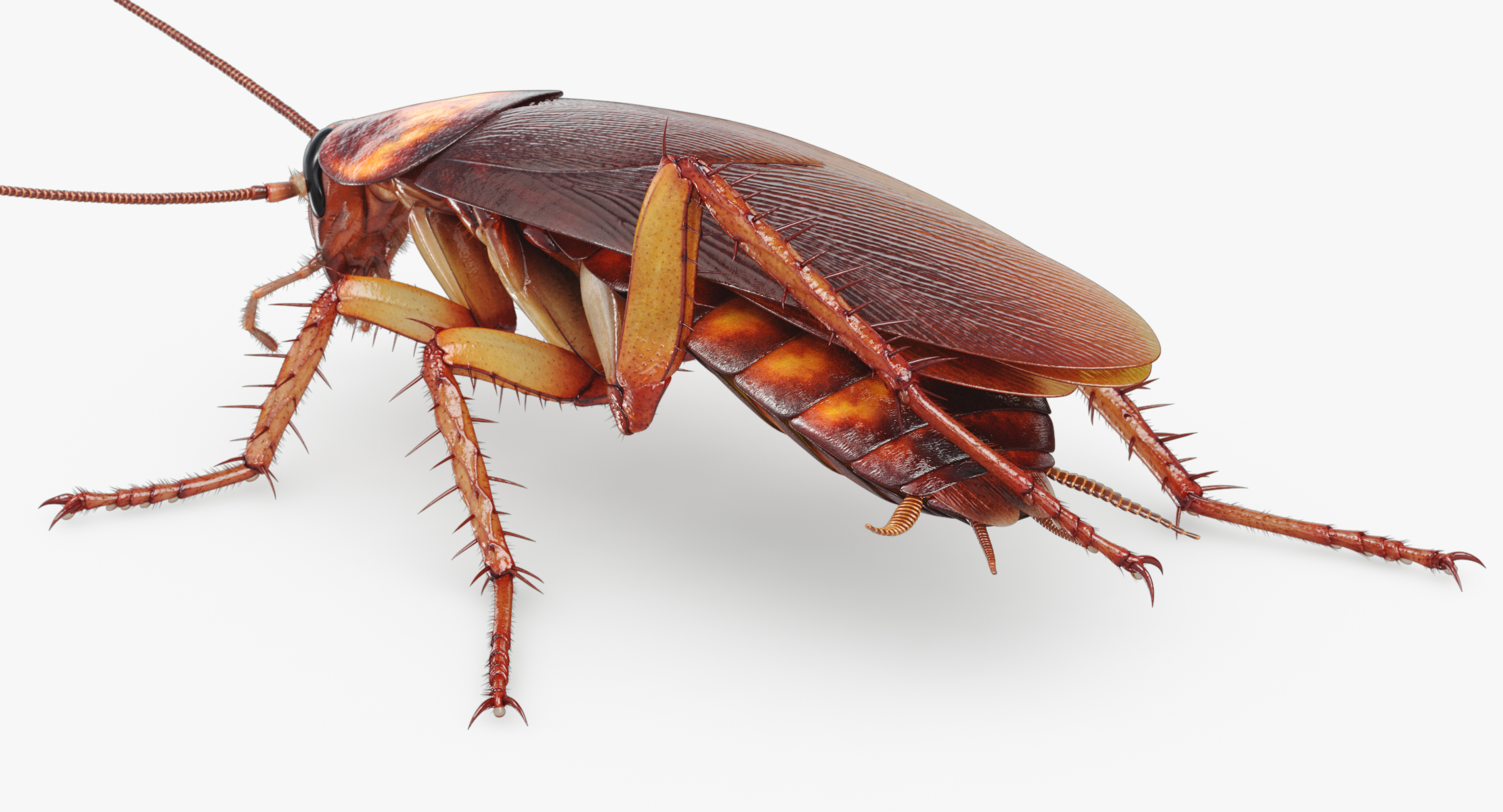 Cockroach american rigged 3D model - TurboSquid 1290497