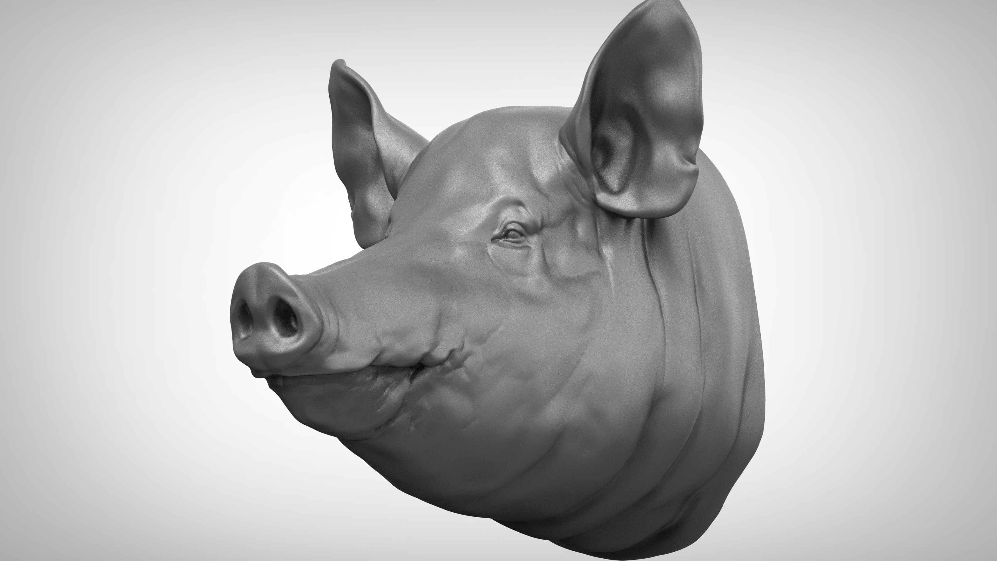 3D model pig realistic head - TurboSquid 1290565