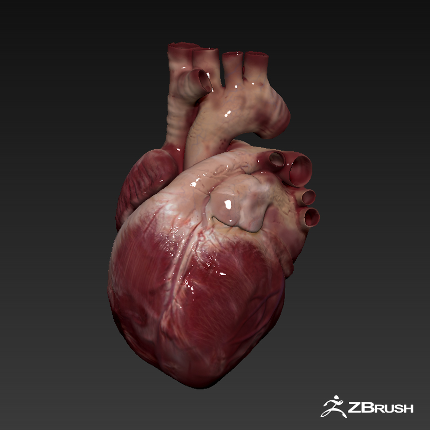 modelo 3d Corazon realista - TurboSquid 1290869
