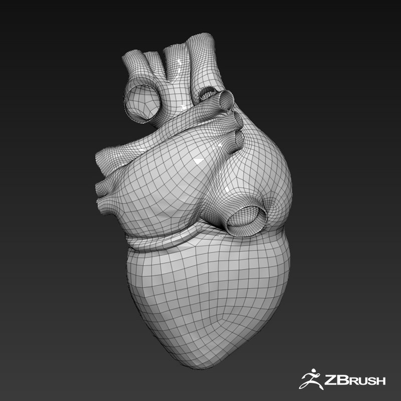 Realistic human heart model - TurboSquid 1290869
