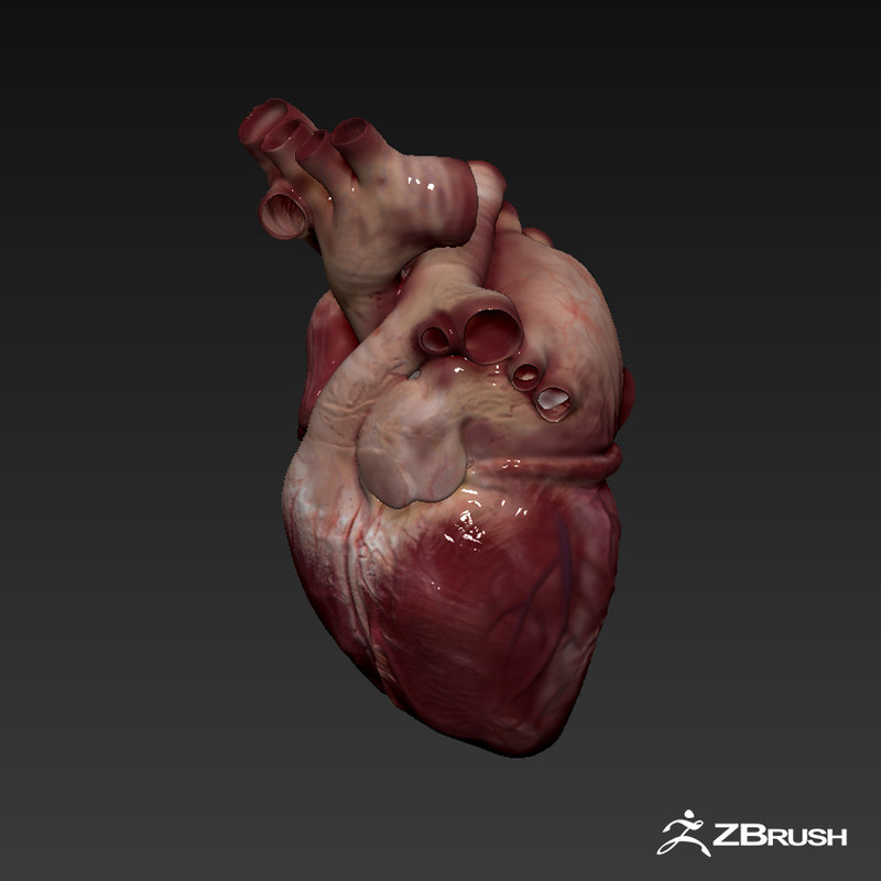 Realistic human heart model - TurboSquid 1290869