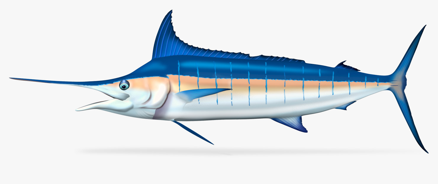 3D striped marlin kajikia audax model - TurboSquid 1291496