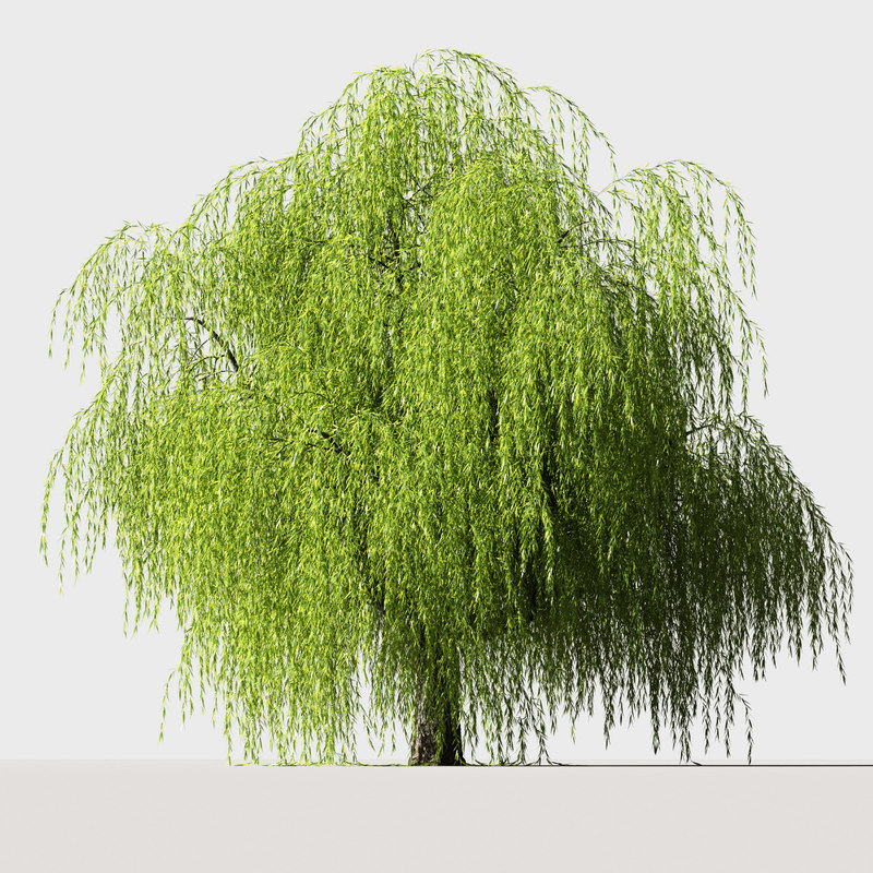 3D model willow tree - TurboSquid 1291656