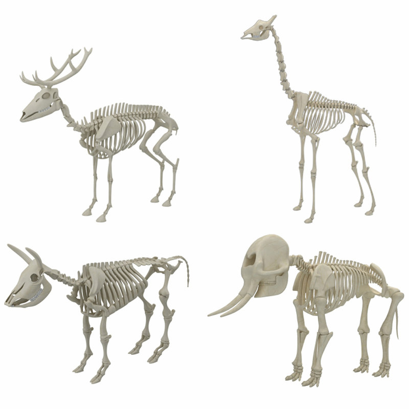 Animal skeleton 3D model - TurboSquid 1291801