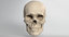 3D model realistic skull - TurboSquid 1291994