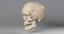 3D model realistic skull - TurboSquid 1291994