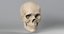 3D model realistic skull - TurboSquid 1291994