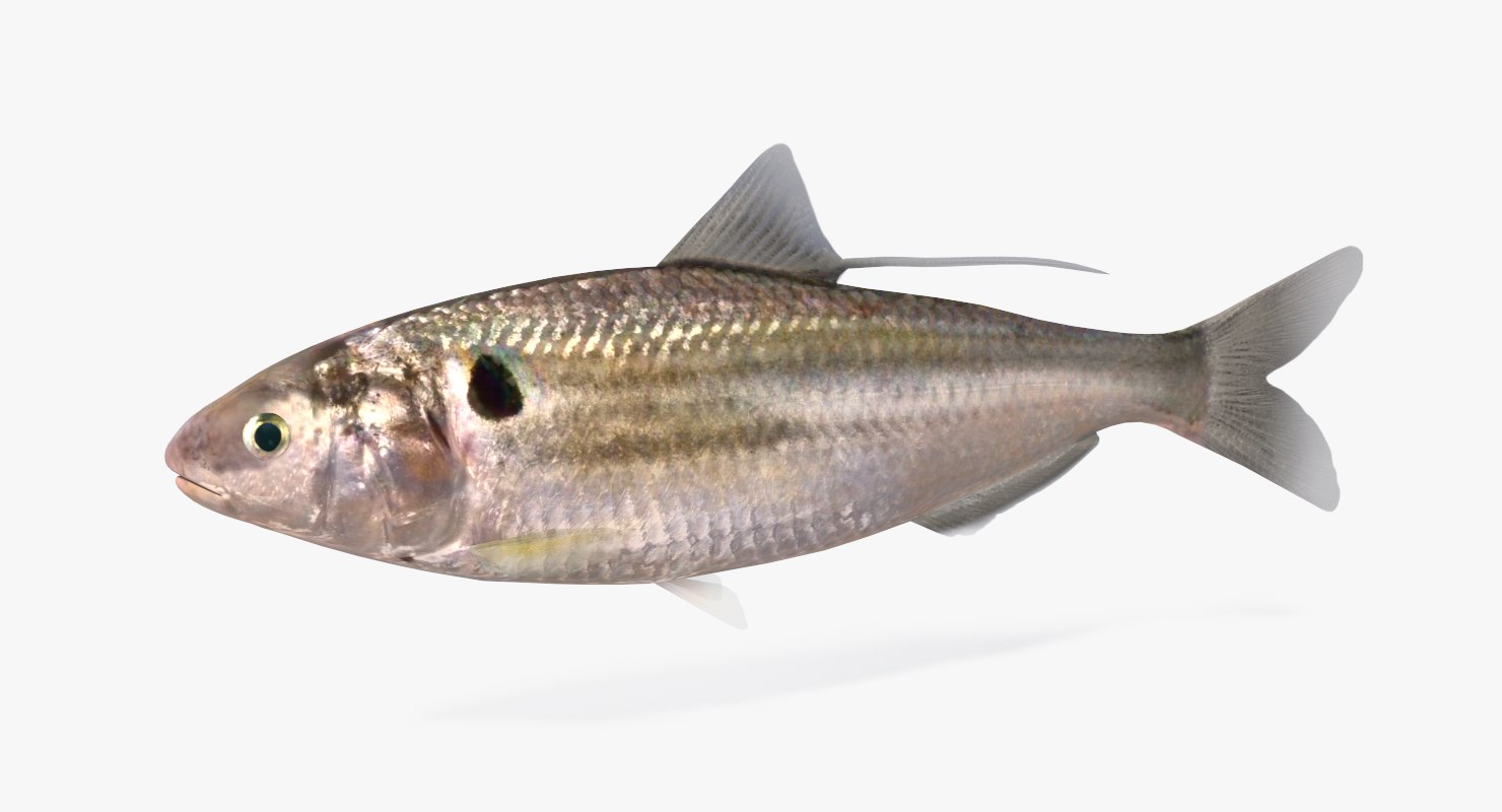 Gizzard shad 3D model - TurboSquid 1292253
