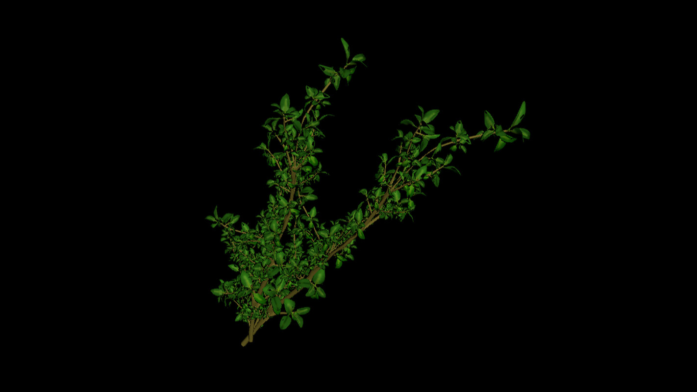 3D thym thyme model - TurboSquid 1292752
